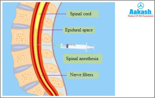 Spinal Cord: Structure, Anatomy, Functions, Injuries, Common Disorders, Practice Problems and ...